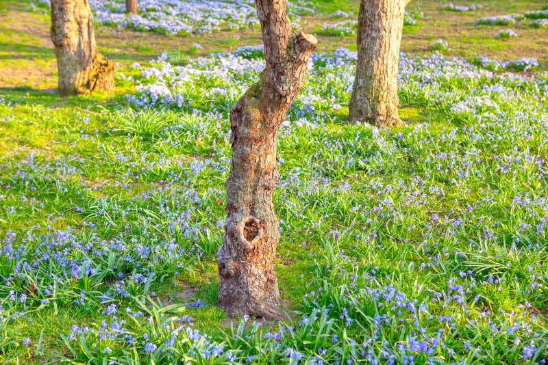 Trunks and spring flowers stock photo. Image of perfume - 174851090