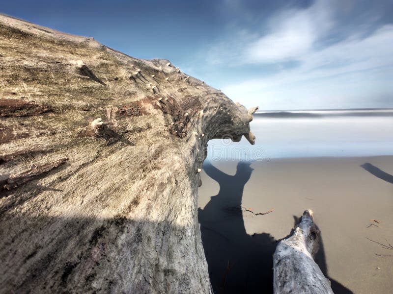 Trunks Stranded on the Beach Stock Image - Image of nature, cloud ...