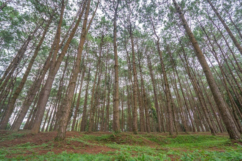 Trunks of Tall Fir Trees in a Mixed Forest. Stock Image - Image of ...