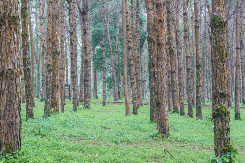 Trunks of Tall Old Trees in a Pine Forest Stock Photo - Image of moss ...