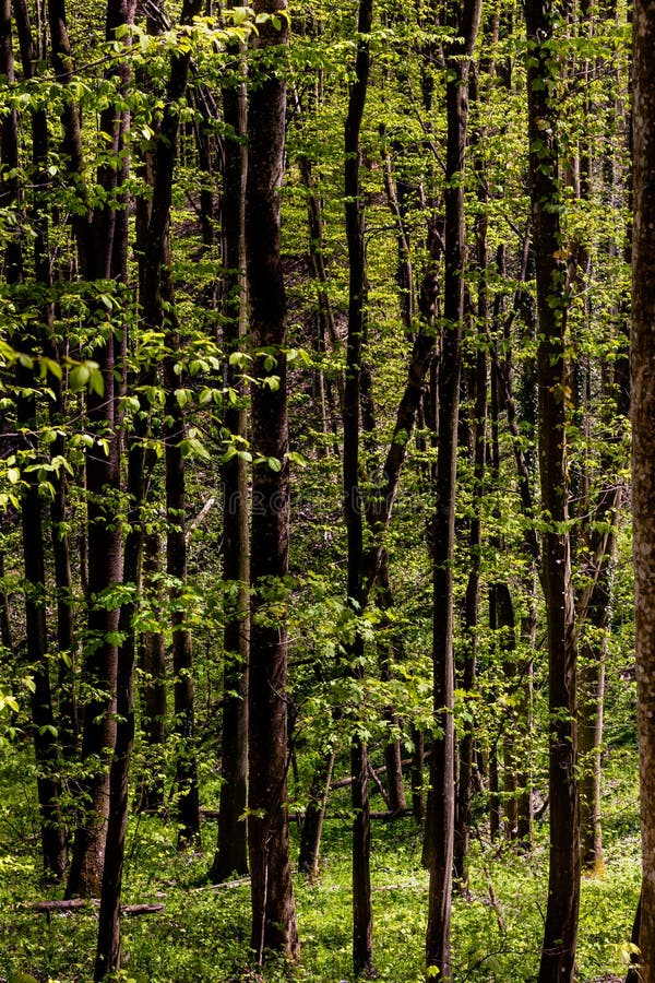 Trunks of Tall and Slender Trees, with Green Leaves on the Branches, in ...
