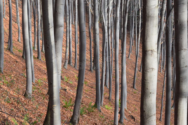 Trunks of Tall Trees in a Beech Forest Stock Photo - Image of ...