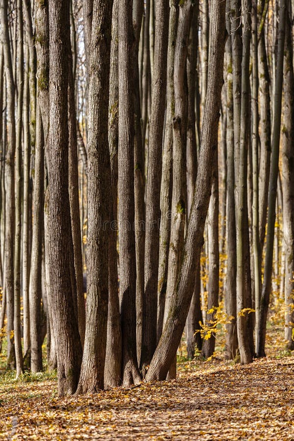 Trunks of Tall Trees Growing in Wood Stock Photo - Image of tall, land ...
