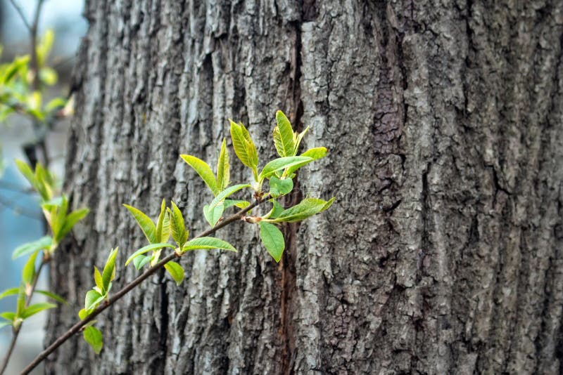 Trunks and Tree Branches Spring in the Park Stock Photo - Image of blue ...