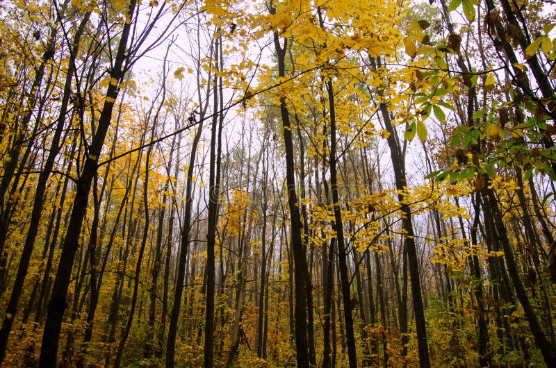Trunks of Trees Autumn Forest Stock Photo - Image of treetops, leaf ...