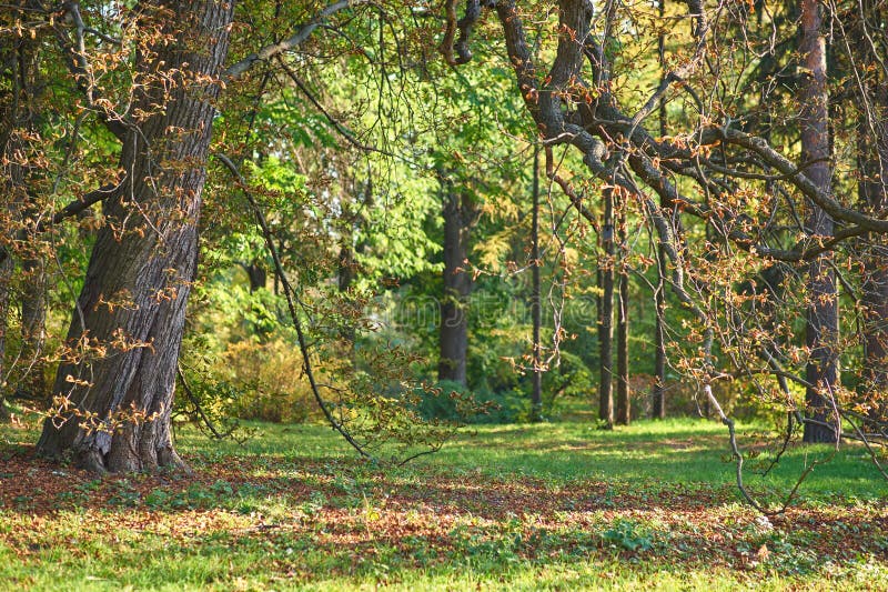 Trunks of Trees in the Autumn Park at Evening Stock Photo - Image of ...