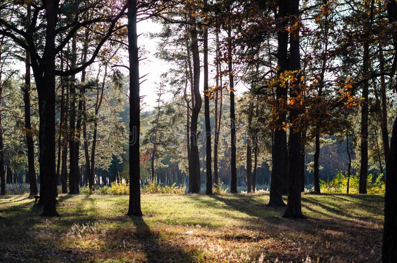 Trunks of Trees in the Backlight in an Autumn Park. Sunset in the ...