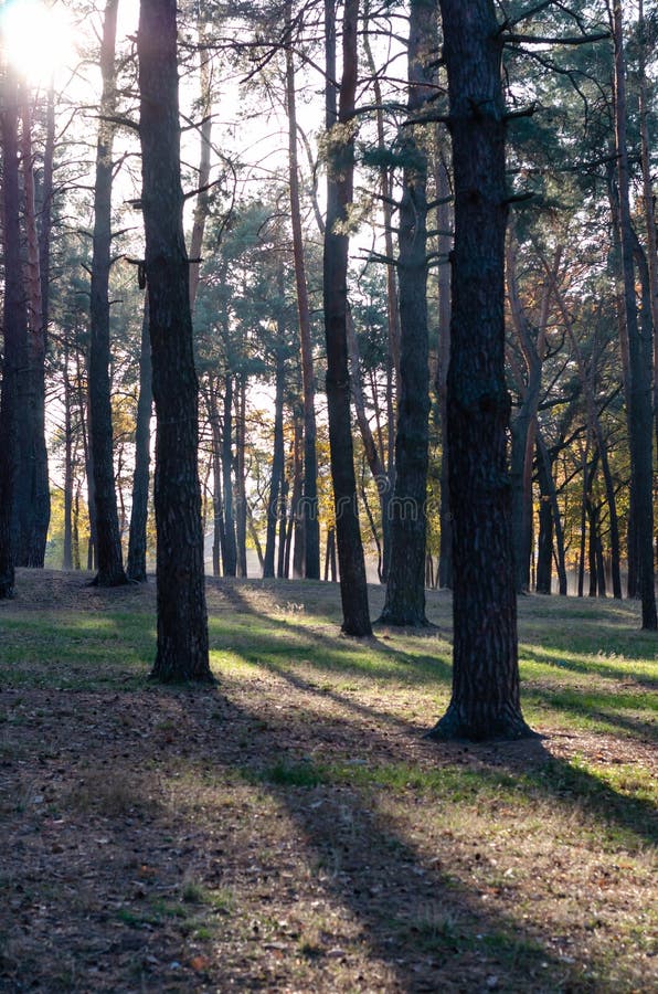 Trunks of Trees in the Backlight in an Autumn Park. Sunset in the ...