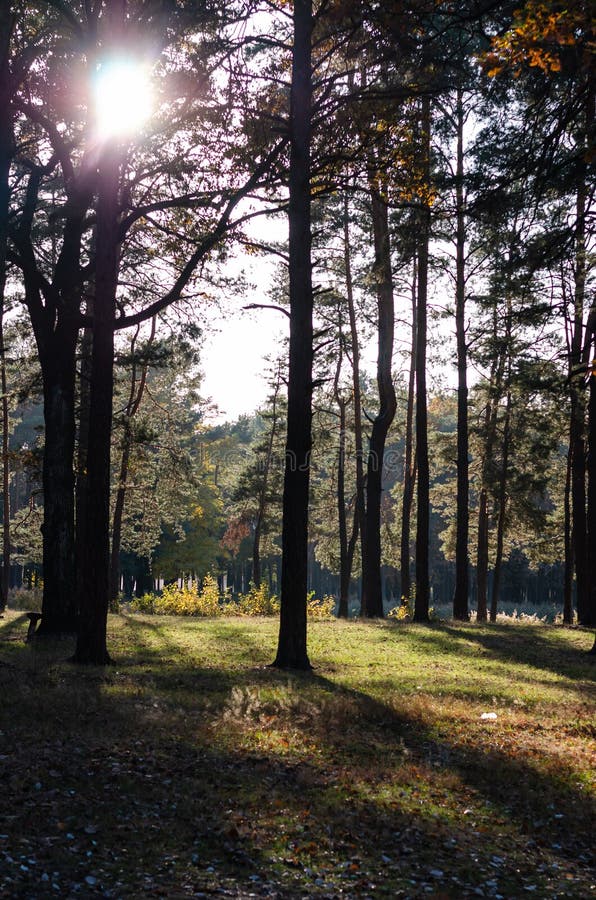 Trunks of Trees in the Backlight in an Autumn Park. Sunset in the ...