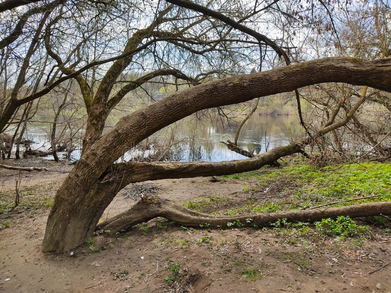 Trunks of Trees and Branches with a Rough Texture. Landscape of Drying ...