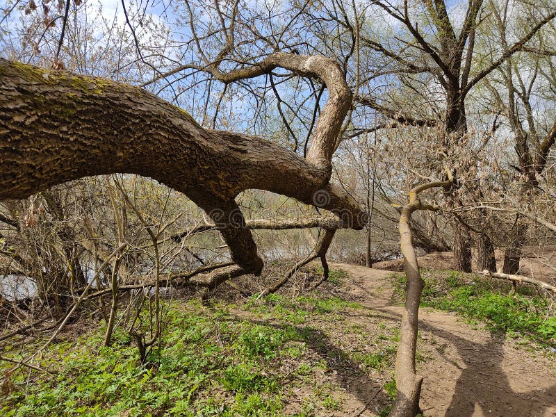 Trunks of Trees and Branches with a Rough Texture. Landscape of Drying ...