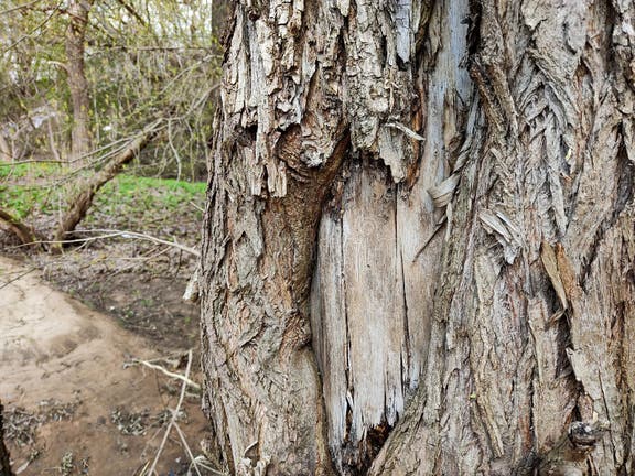 Trunks of Trees and Branches with a Rough Texture. Landscape of Drying ...