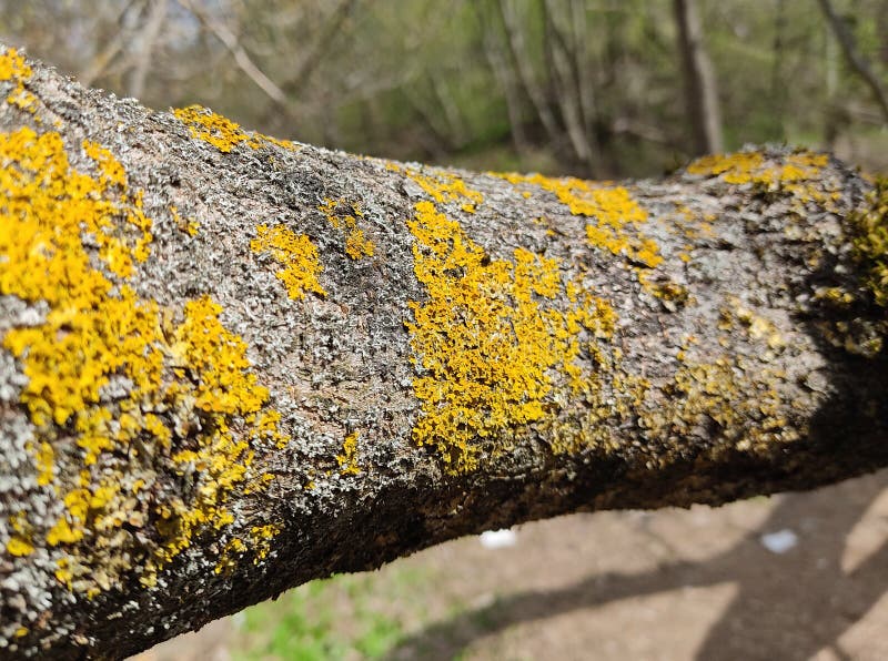 Trunks of Trees and Branches with a Rough Texture. Landscape of Drying ...
