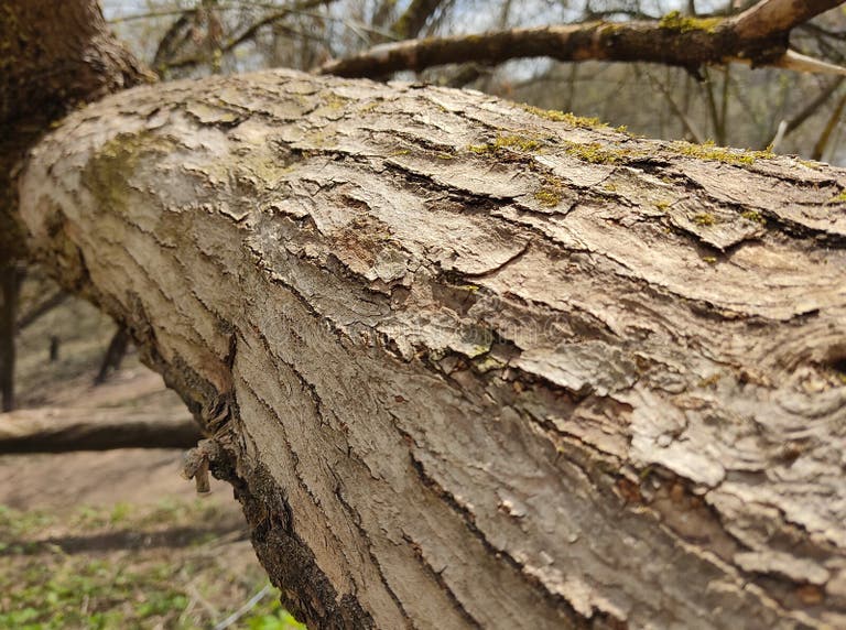 Trunks of Trees and Branches with a Rough Texture. Landscape of Drying ...