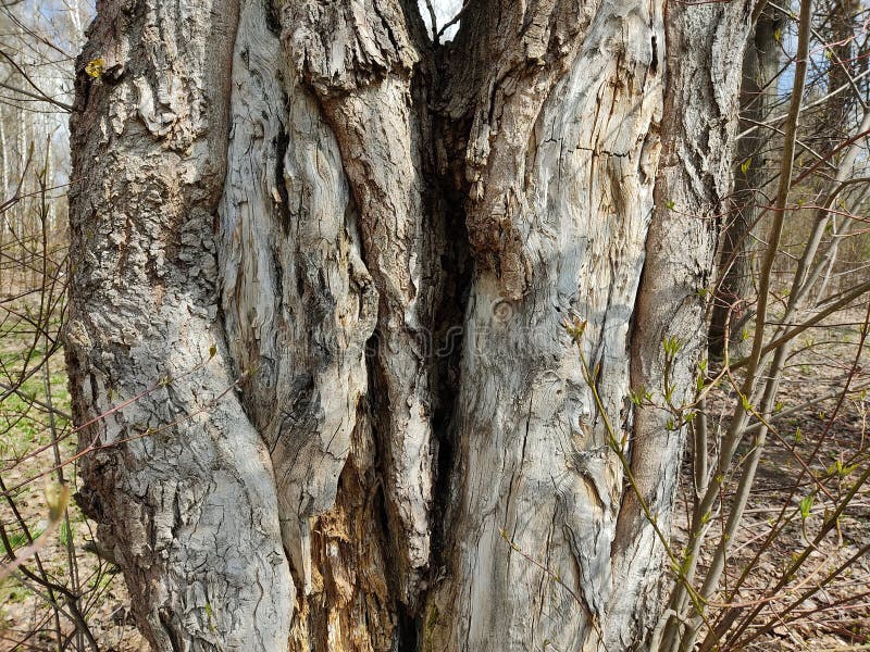 Trunks of Trees and Branches with a Rough Texture. Landscape of Drying ...