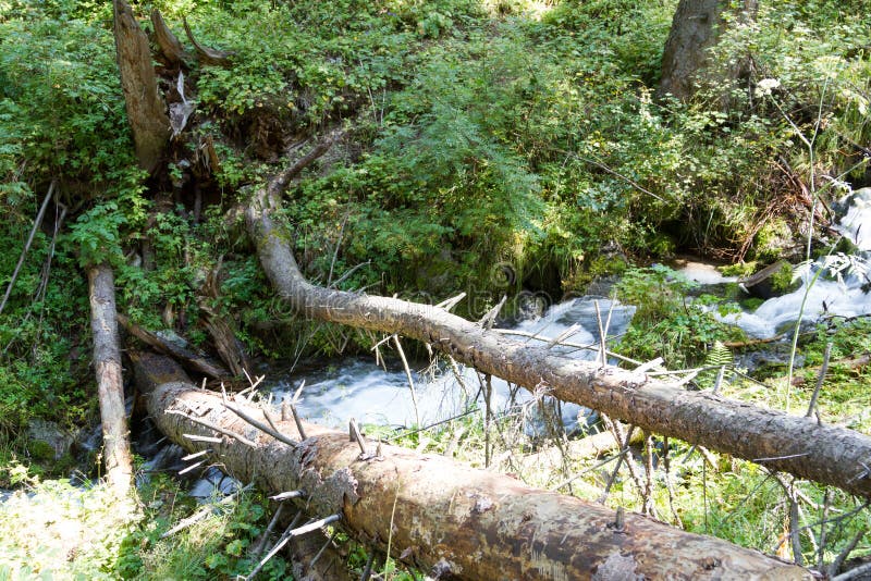 Trunks of Trees Bridge Over the River Stock Image - Image of forest ...