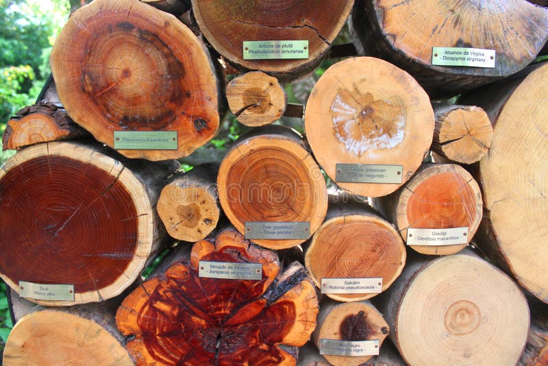 Trunks of trees cut stock photo. Image of giant, greenhouse - 40934614