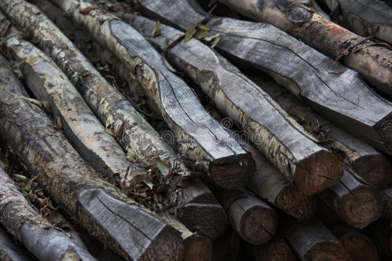 Do Not Cut Tree Stock Photos - Free & Royalty-Free Stock Photos from ...