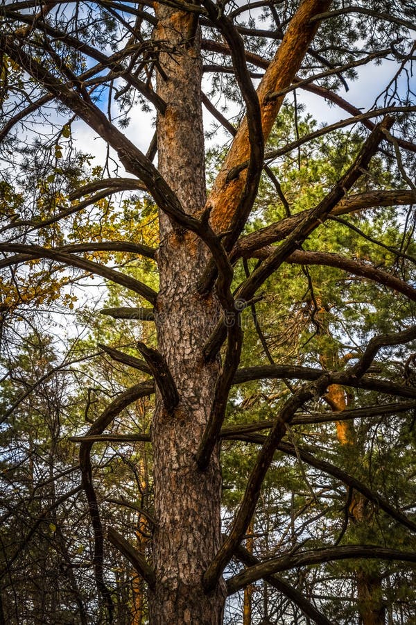 Trunks of trees stock photo. Image of growth, background - 265656020