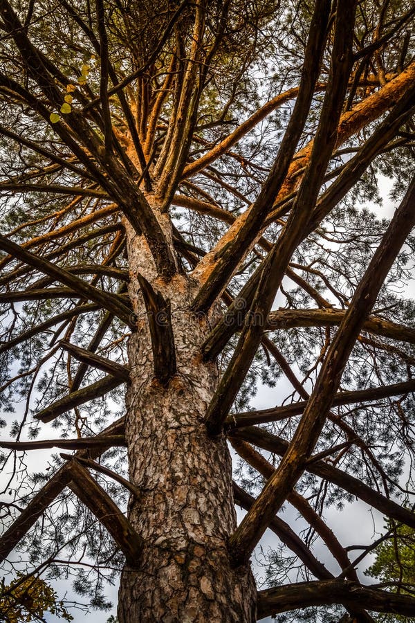 Trunks of trees stock photo. Image of health, closeup - 265656028