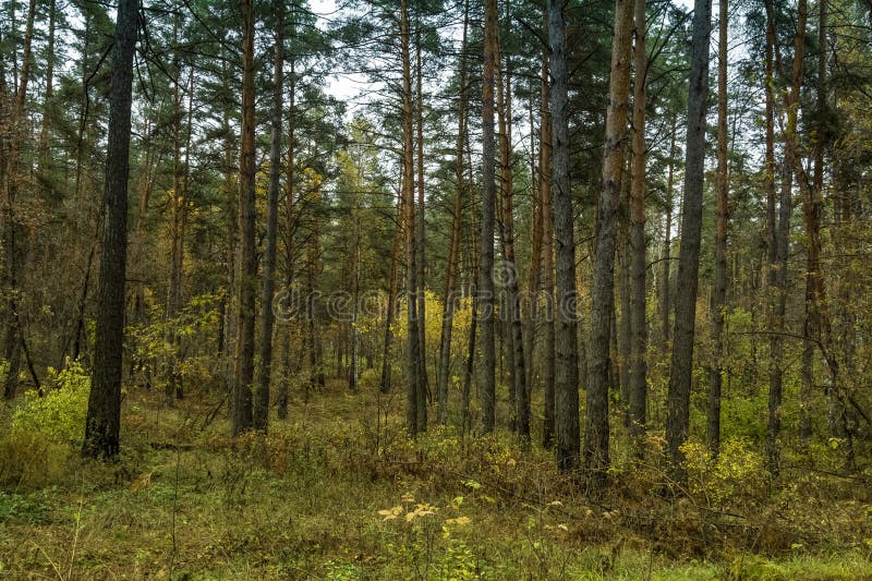 Trunks of trees stock image. Image of outdoor, trunk - 275117285