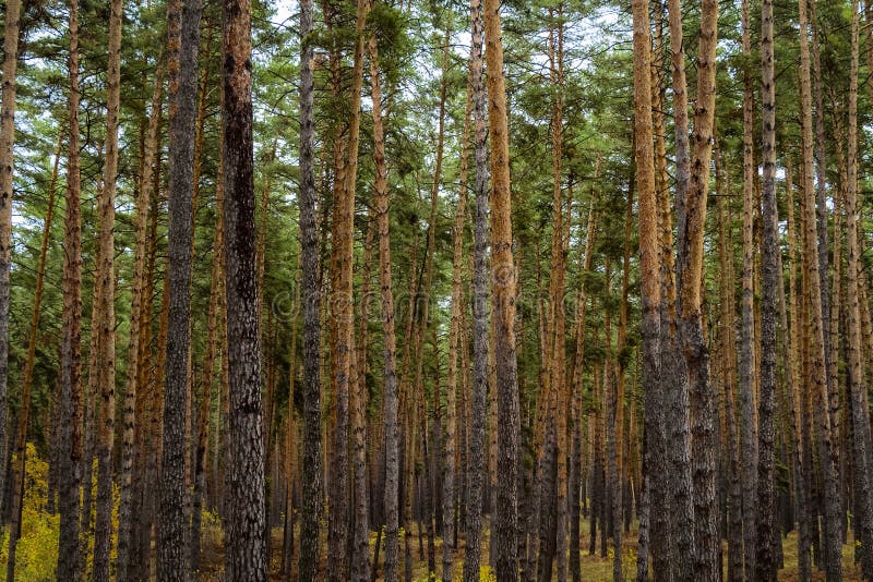 Trunks of trees stock photo. Image of plant, daytime - 275117400