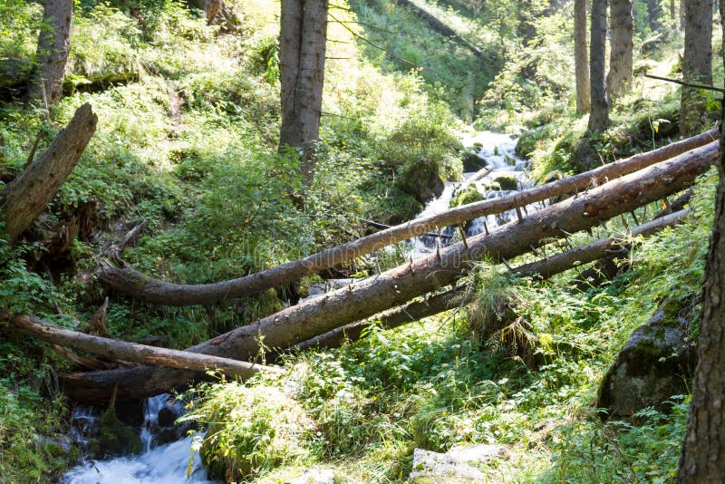 Trunks of Trees Fallen Across the River Stock Photo - Image of falling ...