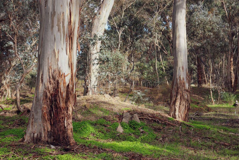 Trunks of Trees in a Green Forest Stock Image - Image of environment ...