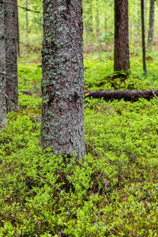Trunks of Trees in Green Forest Stock Photo - Image of branches, bark ...