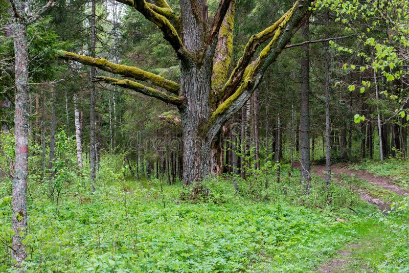 Trunks of Trees in Green Forest Stock Photo - Image of leaves, forest ...