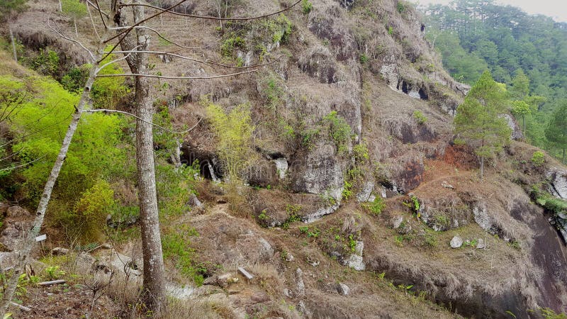 The Trunks of Trees that Grow on the Rocks of the Mountain Stock Photo ...