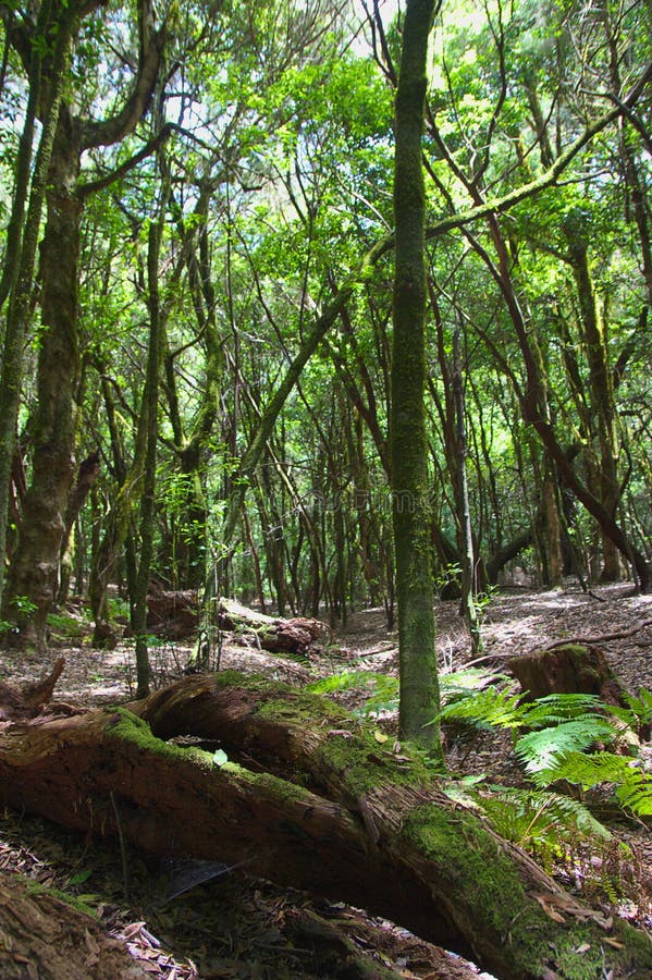 Trunks of Trees in a Laurel Forest Stock Image - Image of island, wood ...