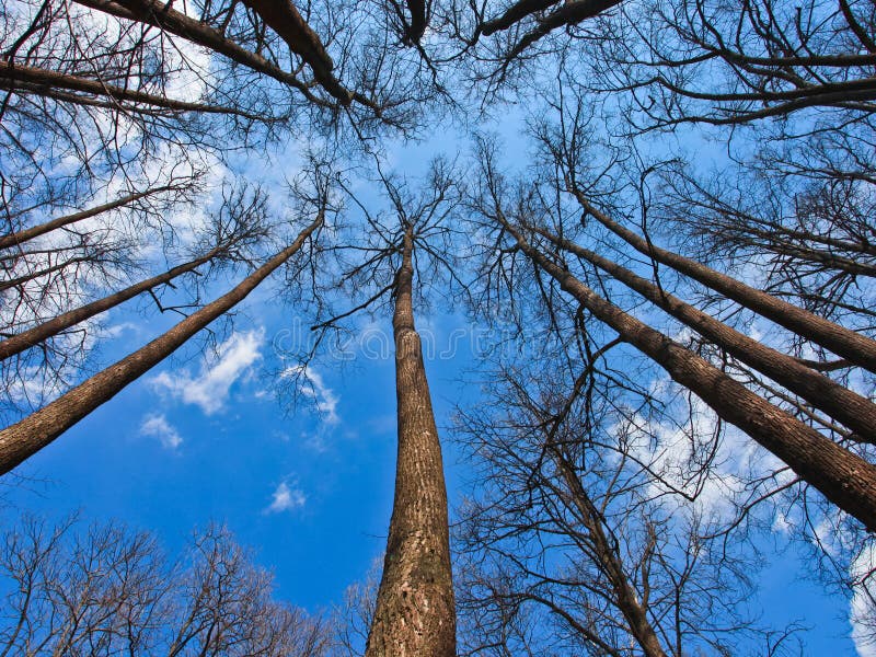 Trunks of Trees Leaving in the Blue Sky. Stock Photo - Image of plant ...