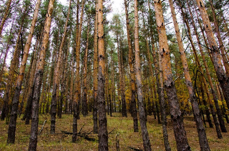 Trunks of Trees of Pine Forest Ukraine Stock Photo - Image of material ...