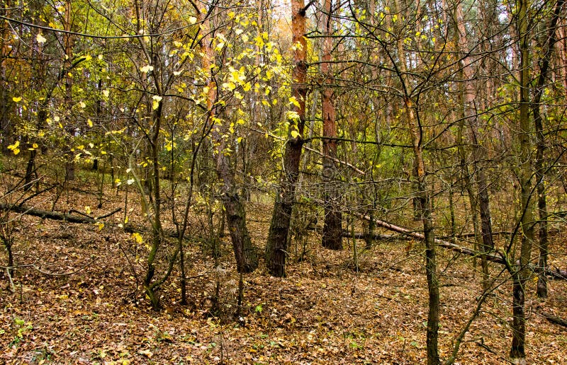 Trunks of Trees of Pine Forest Ukraine Stock Image - Image of pine ...