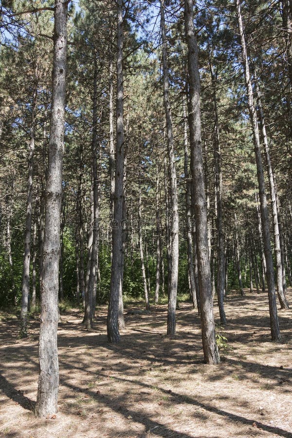 Trunks of Trees in the Pine Wood Stock Photo - Image of glow, plant ...
