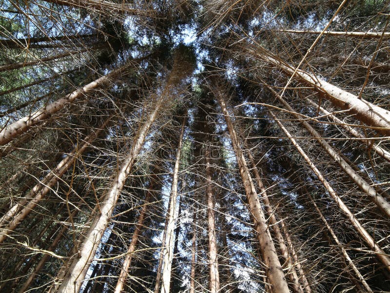Trunks of Trees in Pristine Forest of Conifers , Firs , Pines Stock ...