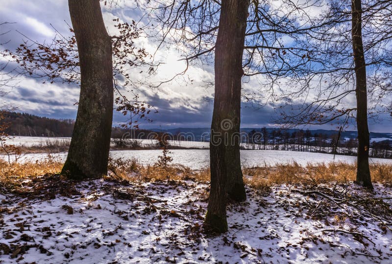 Trunks of trees and snow stock photo. Image of leaf, natural - 84406116