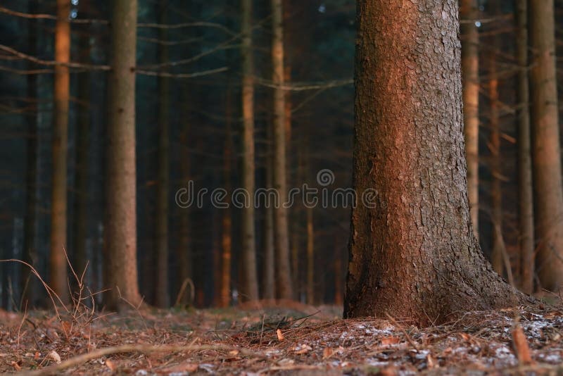 Trunks of Trees in a Spruce Forest at Sunset. Selective Focus Stock ...
