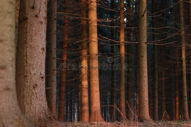 Forest from Ground Level. Forest in the Rays of the Setting Sun Stock ...