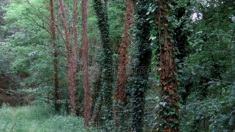 Trunks of Trees with Vines in Different Shades of Color between the ...
