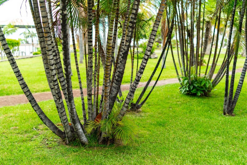 Trunks of tropical trees. stock image. Image of rain - 127420991