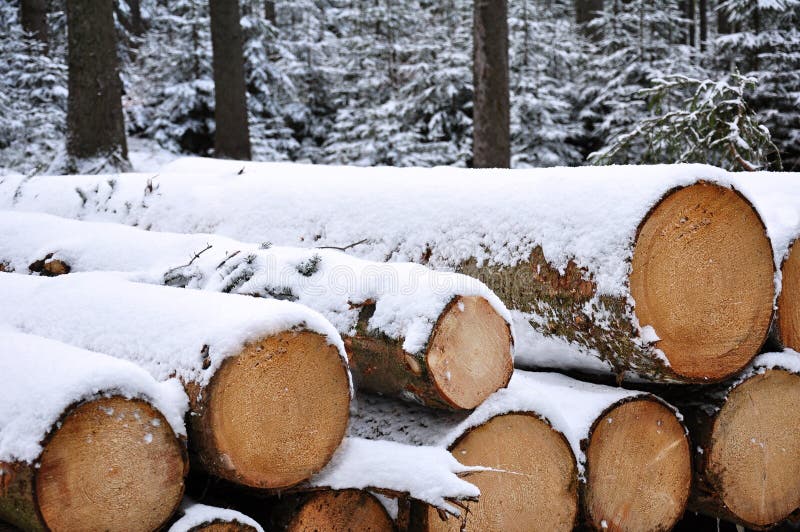 Trunks under the snow stock image. Image of outdoors - 29614901