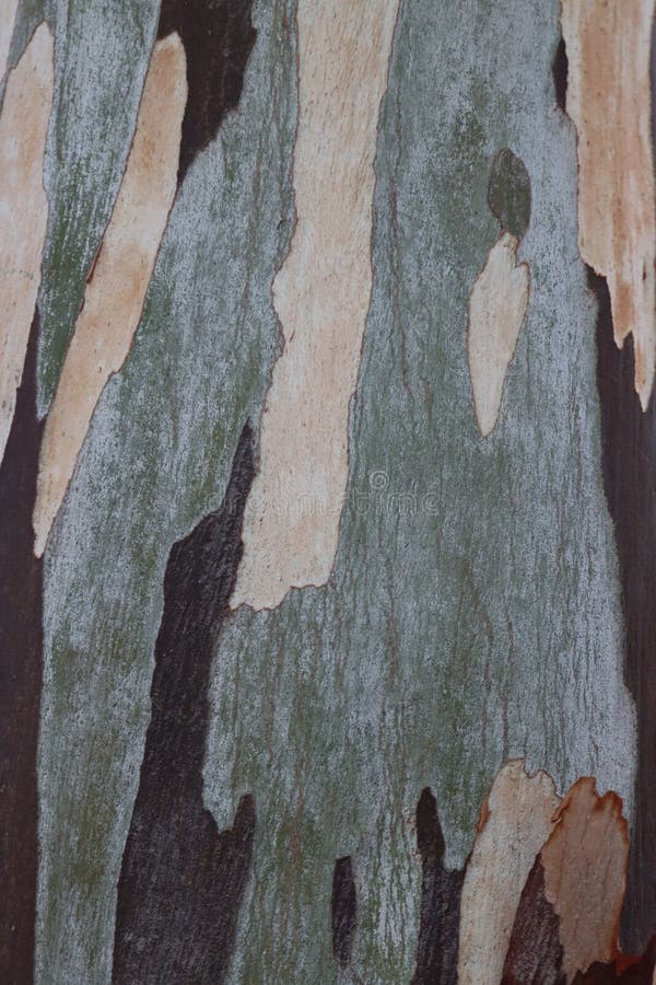 Trunks of Various Forms of Red Eucalyptus Sicily Area Stock Image ...