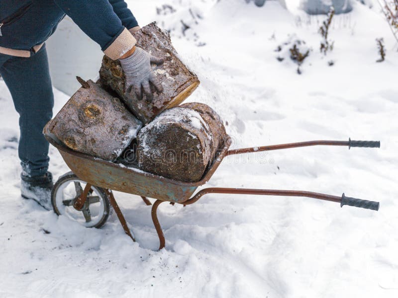 Trunks into a wheelbarrow stock photo. Image of outdoor - 290531346