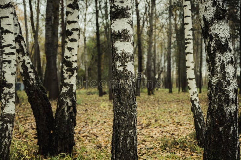 Trunks of White Birches in a Grove with Yellow Autumn Foliage Stock ...