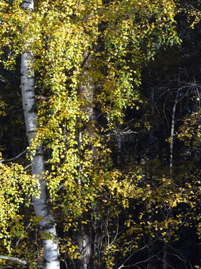 Yellow Birch Leaves Grow on a Tree. Long Horizontal Natural Autumn ...