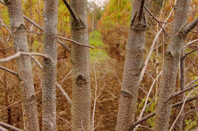 Trunks of Young Trees of an Aspen Stock Photo - Image of aspen ...