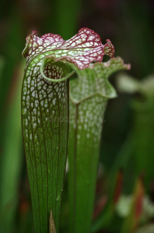 Trupet pitchers stock image. Image of pitchers, waterfall - 47991719
