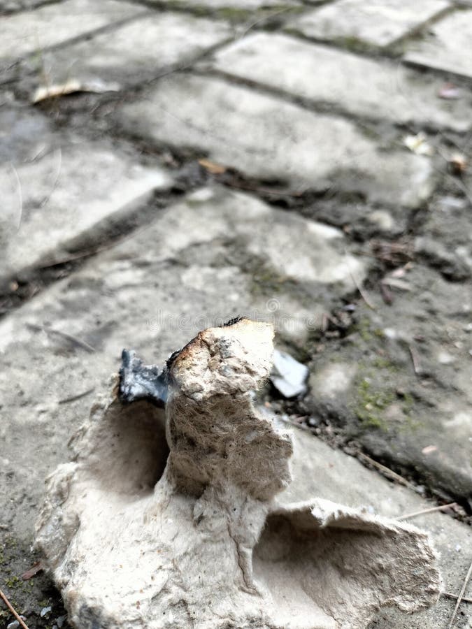 Trush in garden stock photo. Image of 2023, afternoon - 269499636